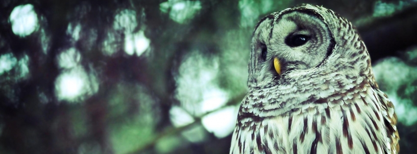 Owl Facebook Covers - Học tiếng nhật, java và mọi thứ