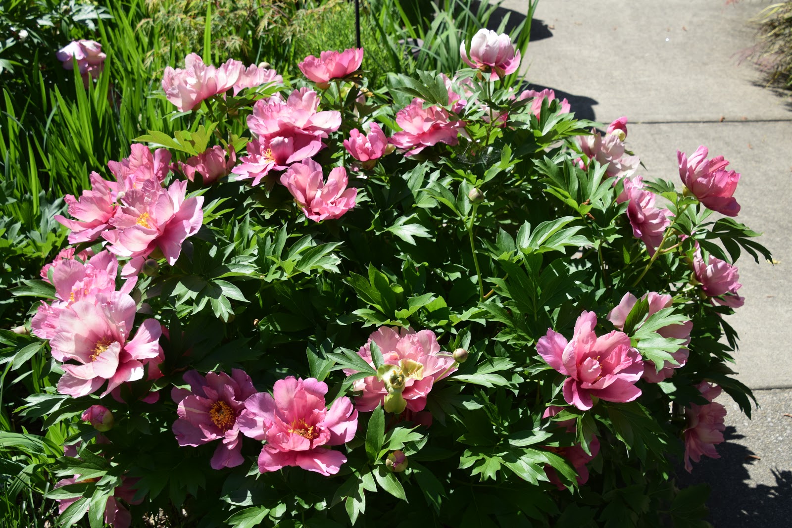 Southern Peony: 2019 360° View of Intersectional Peony 'Keiko' 愛幕 ...