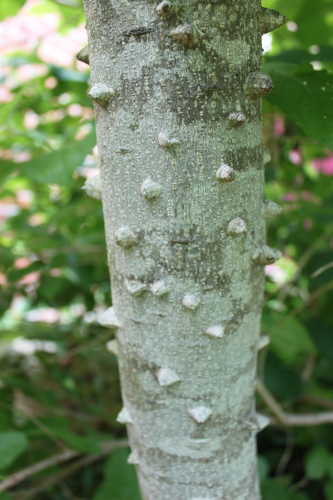 Centenary College Arboretum: Tree of the Week: Toothache Tree ...