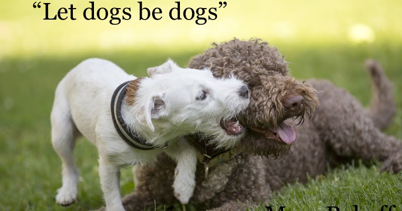 Let Dogs Be Dogs and Cats' Environmental Necessities