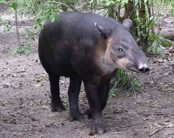 Baird’s Tapirs in Costa Rica Rainforest