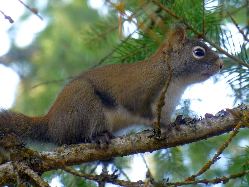 Rural Revolution: Cheeky chickaree
