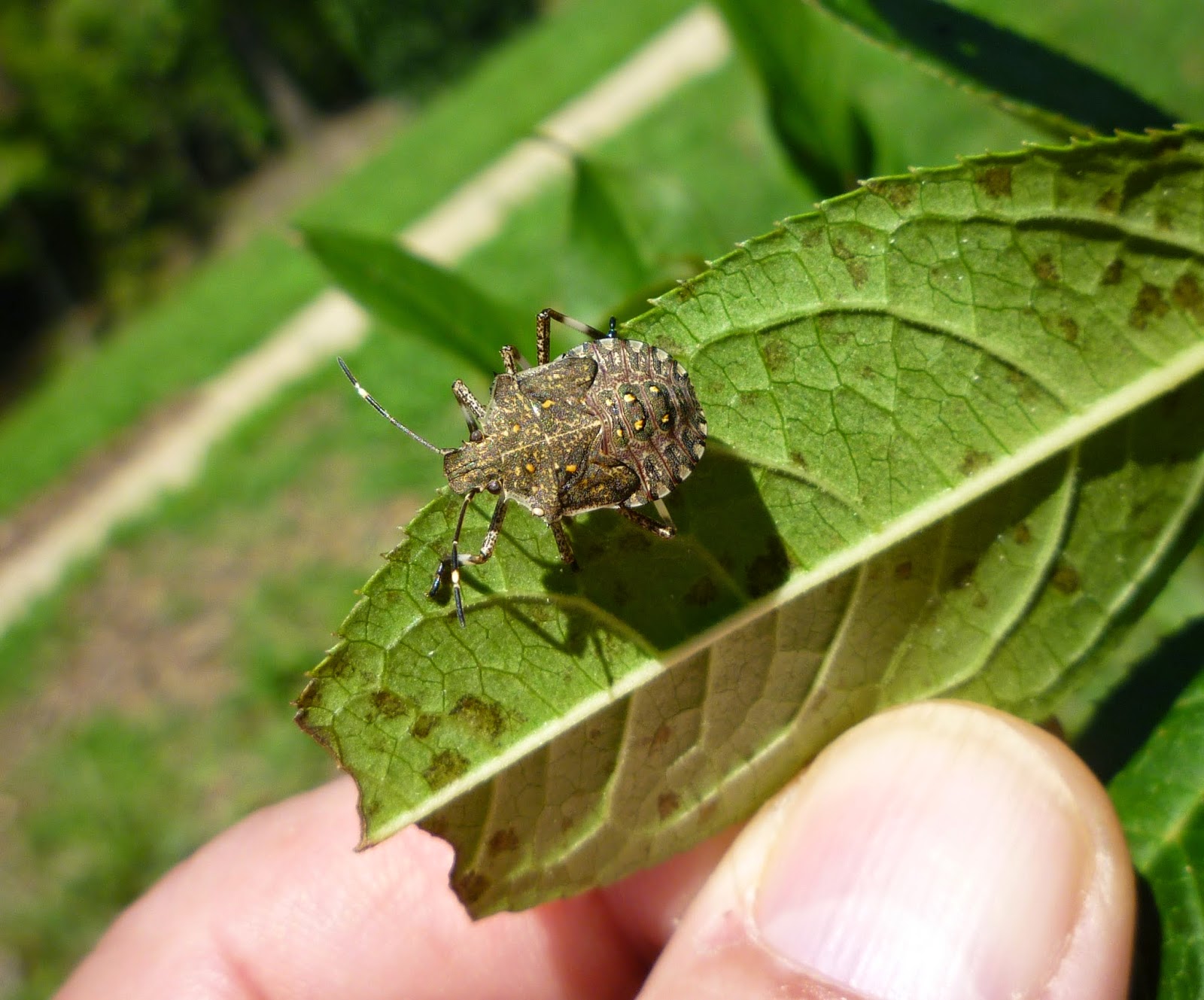 From Bluebirds to Turtles: PANDORUS SPHINX MOTH, SICKLEPOD, LARGE ...