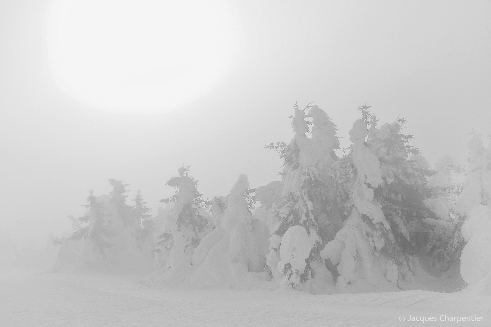 Photo Club MIST: Neige et brouillard