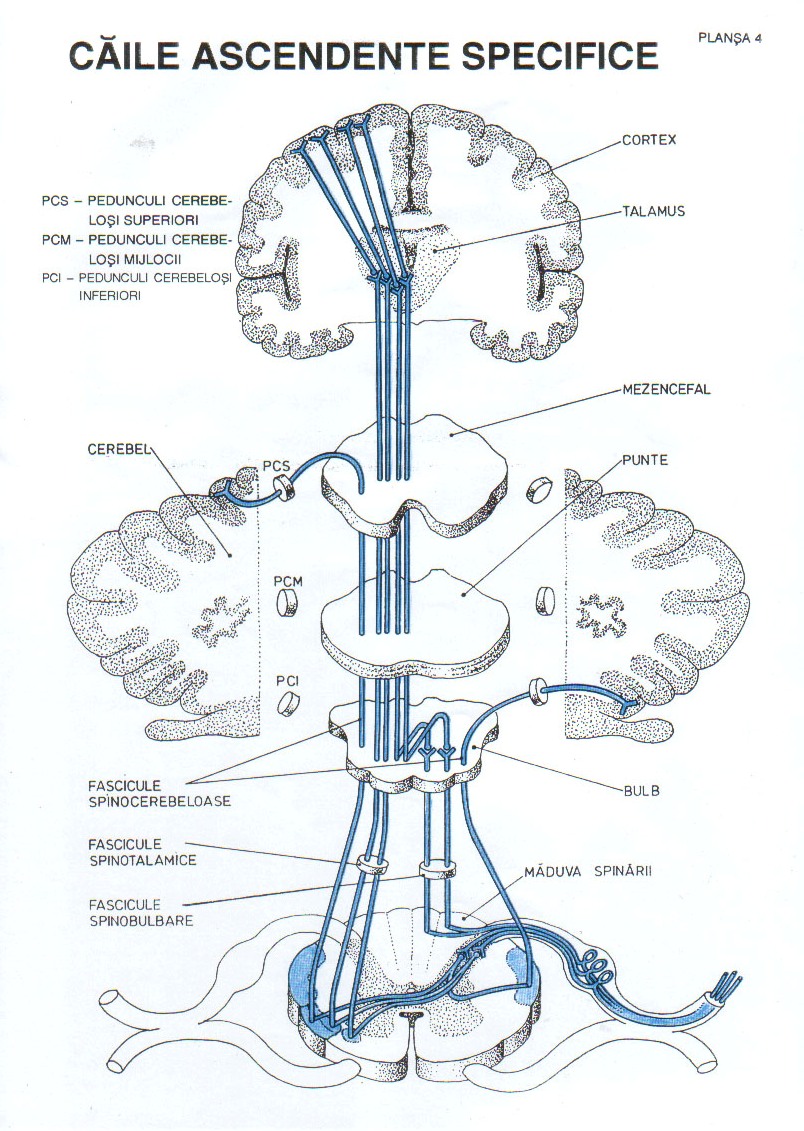 Curiozitati: Caile ascendente specifice