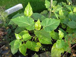 Tanaman Obat Takokak - Amazing Indonesia