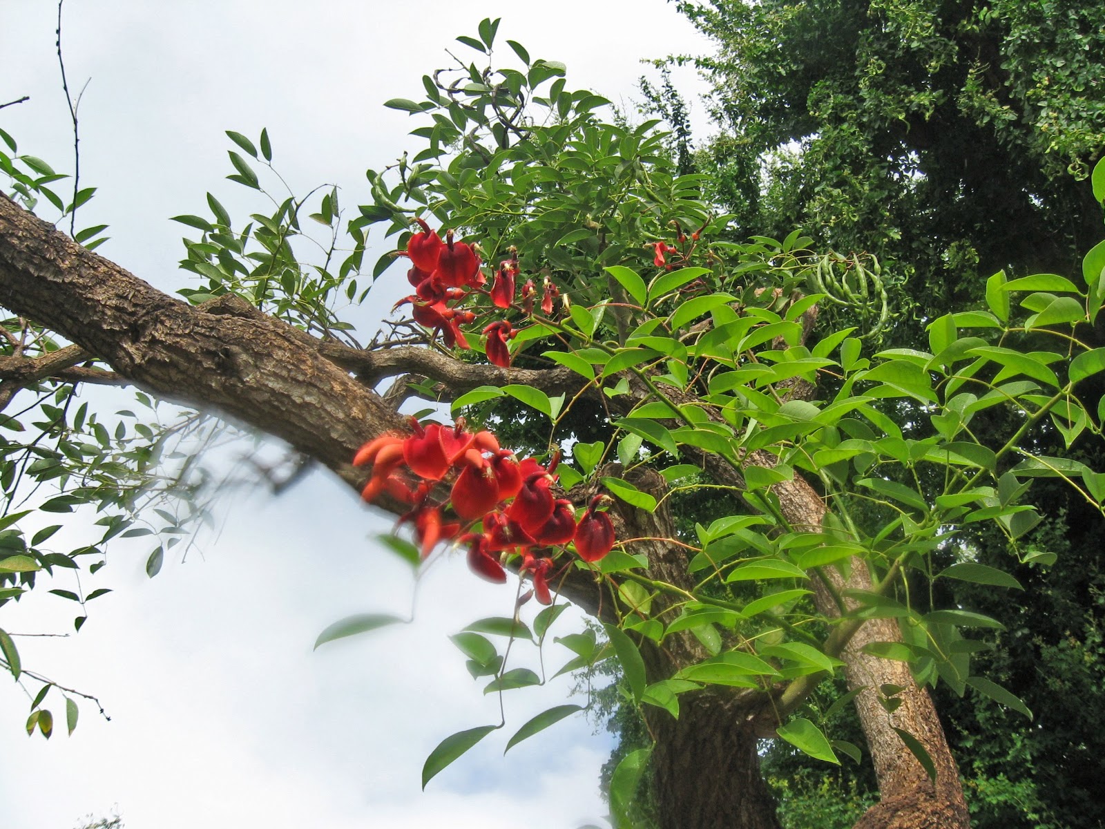 Jax Stumpes: Hawai'i - Honolulu Zoo (12/23-24/2011)
