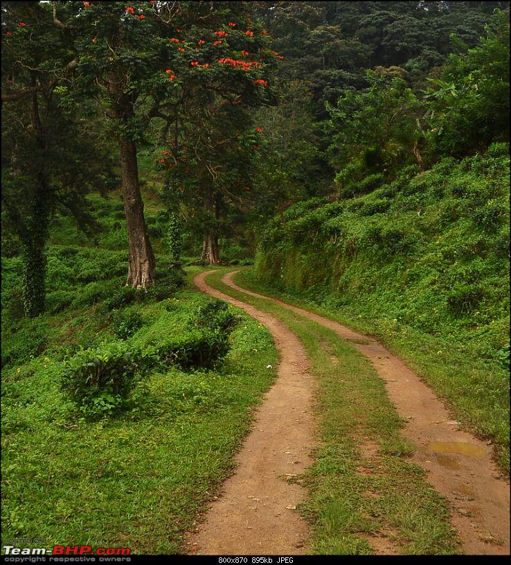 TOURISM DESTINATION IN THIRUVANANTHAPURAM: Bonacaud hill ...