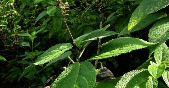 Kegunaan Daun Gatal Papua - ragam manfaat