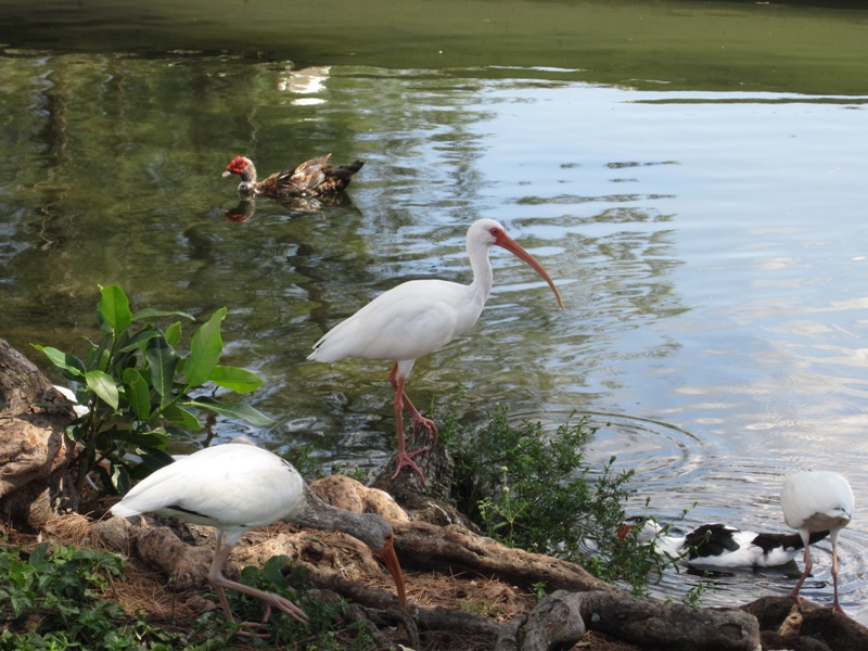 Life is Good!: Ibis