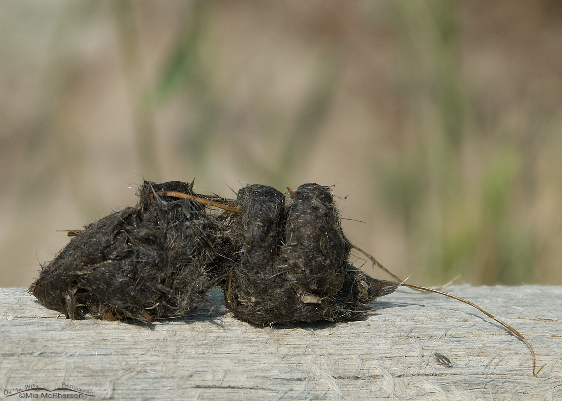 Birding Is Fun!: Birds & Pellets