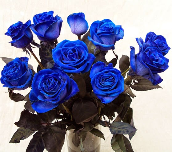 Wallpapers the most beautiful blue roses | Gallery Wallpaper HD