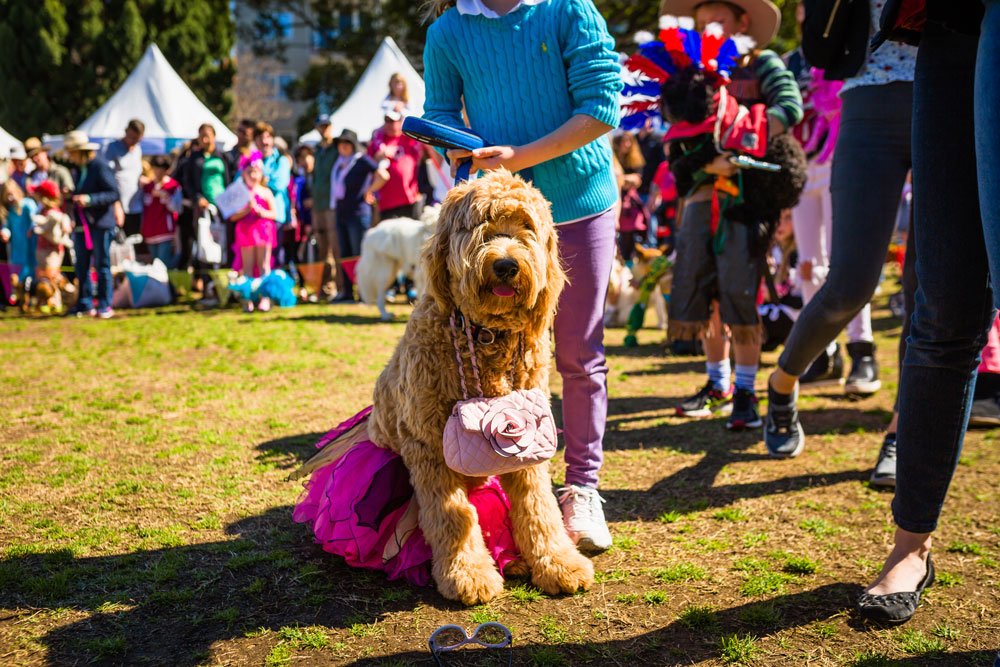 Mosman Pet's Day Out 2017 - Oct 22 | Australian Dog Lover