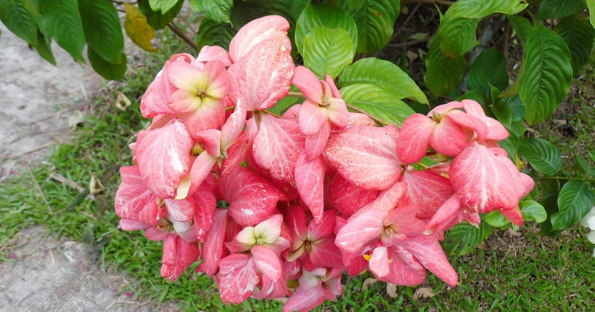 Red Mussaenda (Philippica Mussaenda)