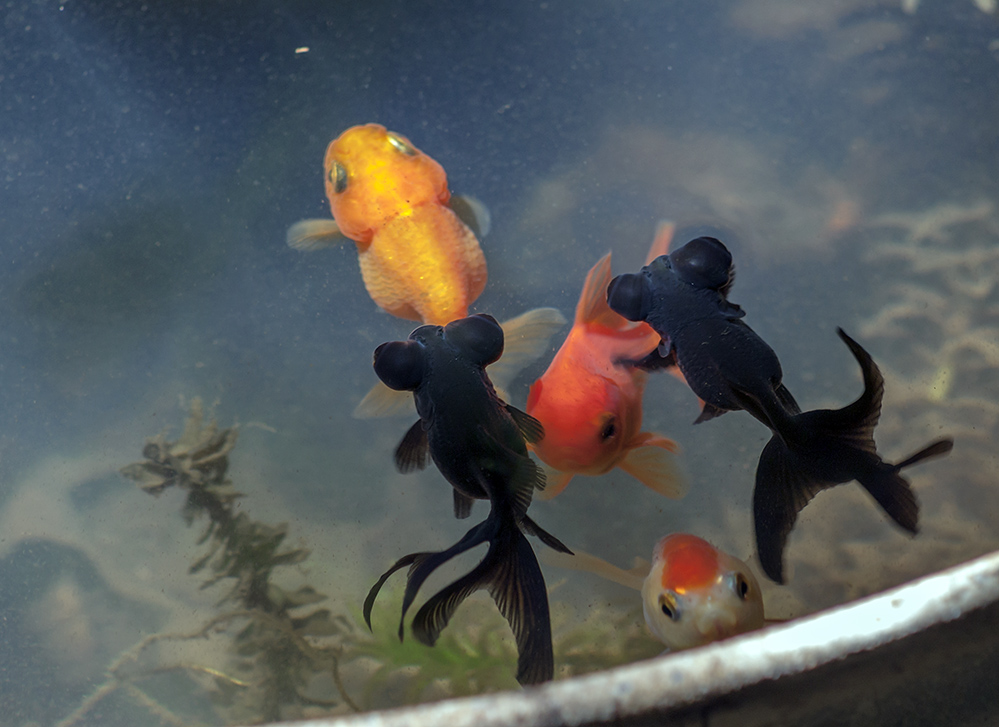 smashing: Five little fishies