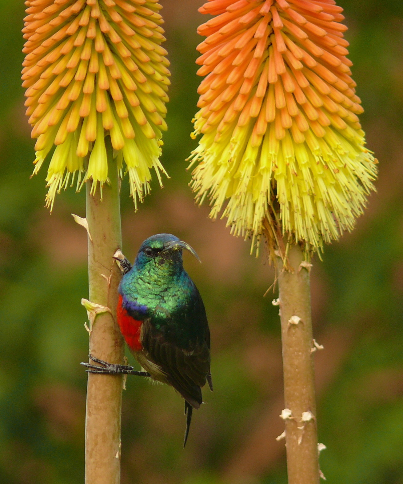 The Show and Tell Nature Blog: A Celebration of Sunbirds, part 1
