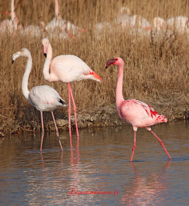 Flamant nain, en visite en Camargue. (Phoeniconaias minor)