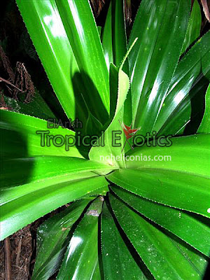 The Tropical Garden Of The RETREAT: Pandanus Dubious (Fat boy Pandanus)