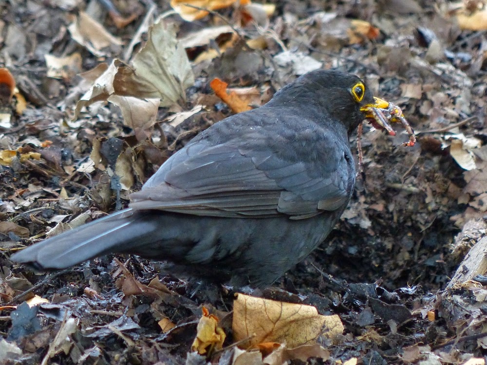 Kensington Gardens and Hyde Park birds