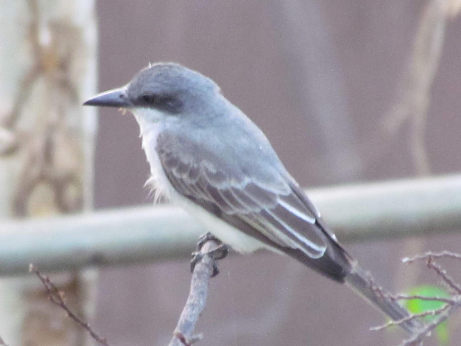 Foto Blog Puerto Rico: Fotos de Aves en Puerto Rico