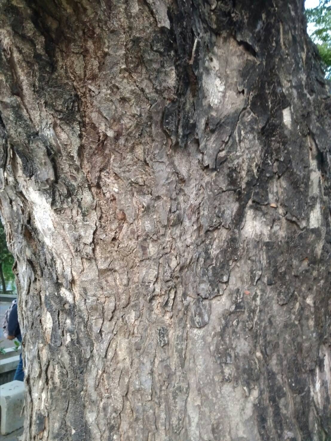 Trembesi Pohon Fakultas Kehutanan UGM