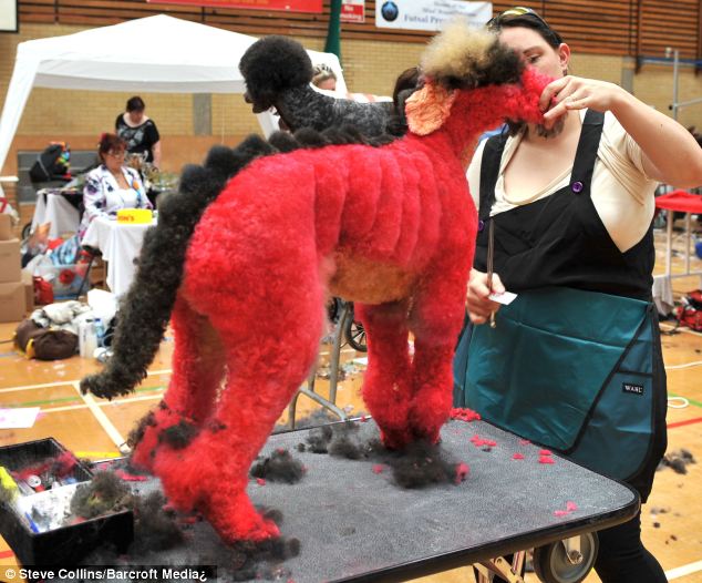 dailypetfwd: A doodle on a poodle: Creative dog grooming craze hits ...
