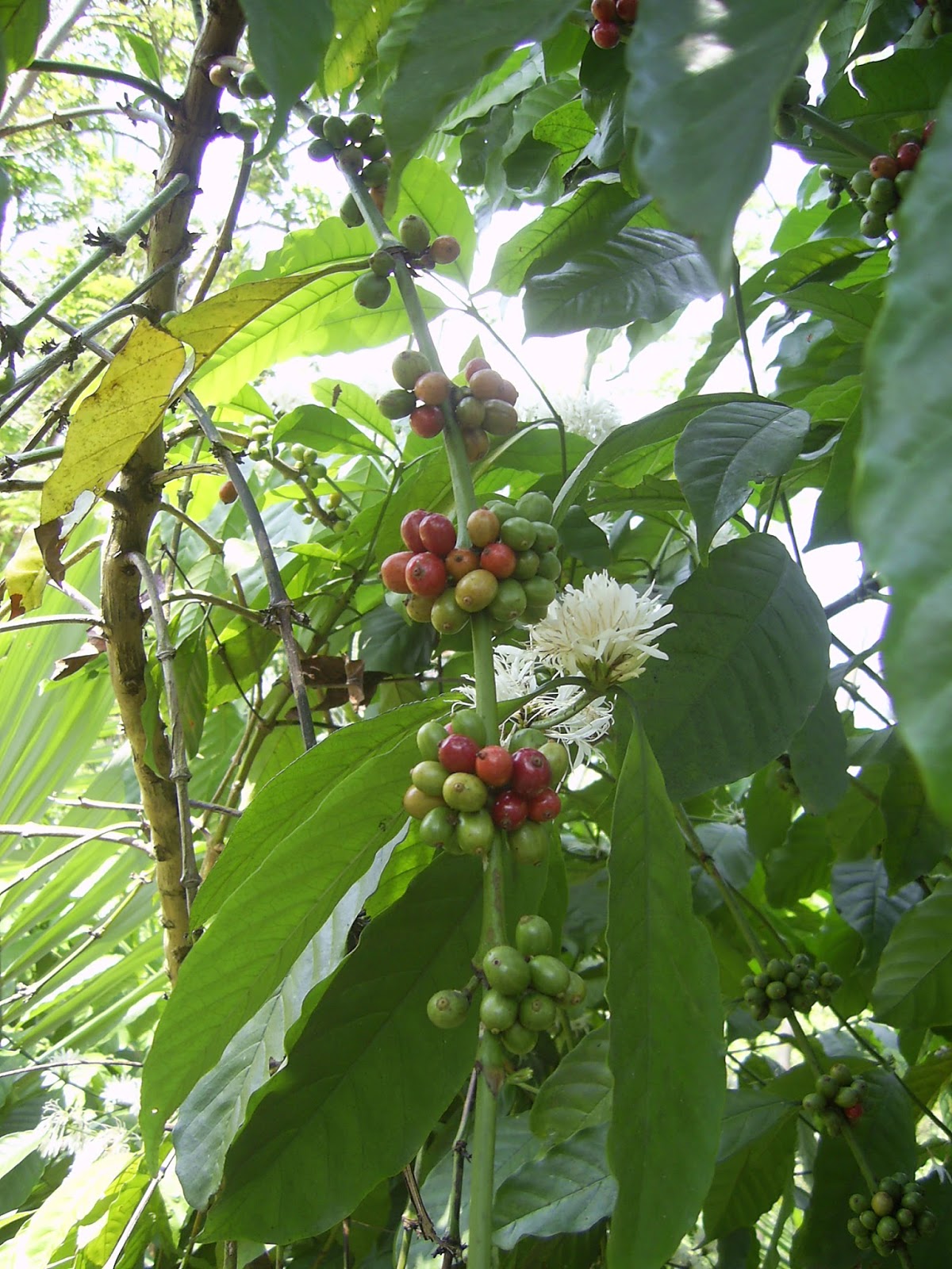 Endah Murniyati's Journey: COFFEE BREAK PART 2