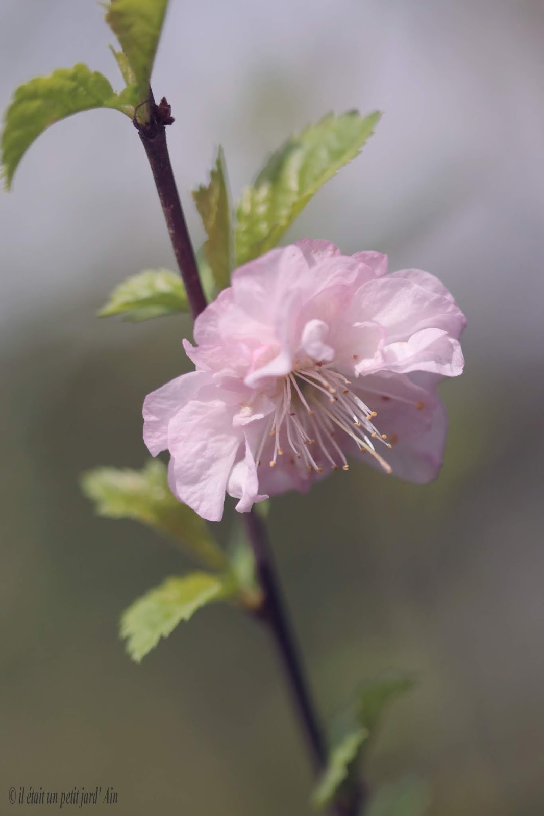 IL ETAIT UN PETIT JARD'AIN ...: FOCUS PRUNUS MALUS TRESORUS ...