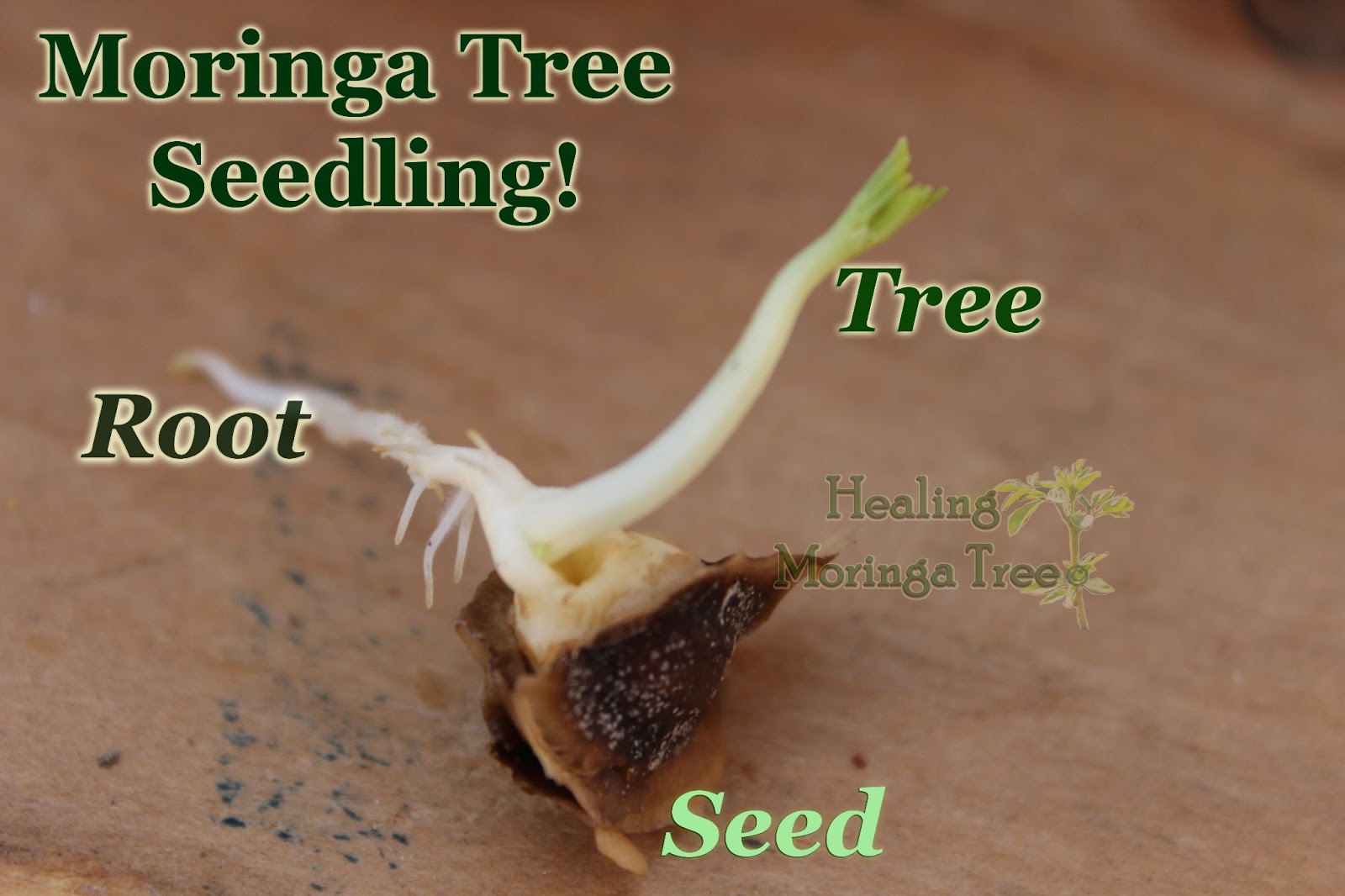 Healing Moringa Tree: Moringa seed Germination!