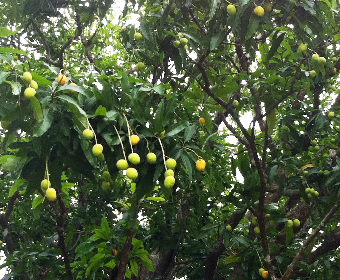 Food, Art & Caribbean: Saint Lucia, Mango, TAO and the bodyholiday LeSPORT