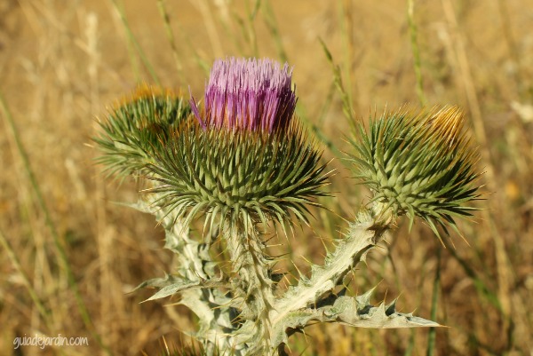 Las buenas propiedades del cardo mariano o cardo borriquero - Guia de ...