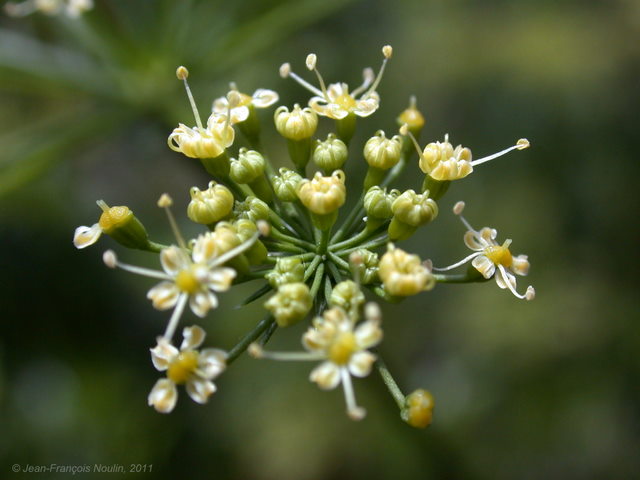 Carnet naturaliste: Persil