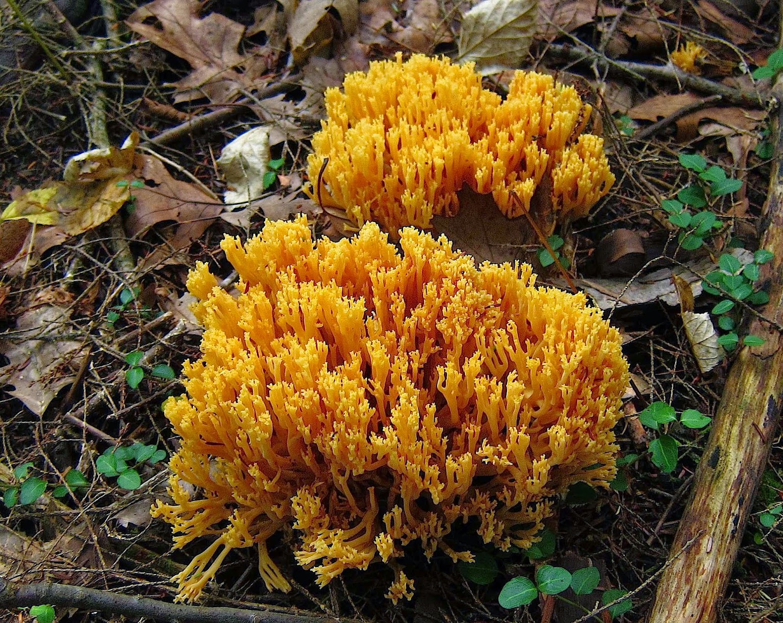 Saratoga woods and waterways: Summer Lingers On