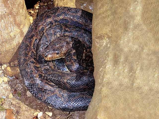 TEORÍAS Y TESIS SOBRE BIOLOGÍA.
