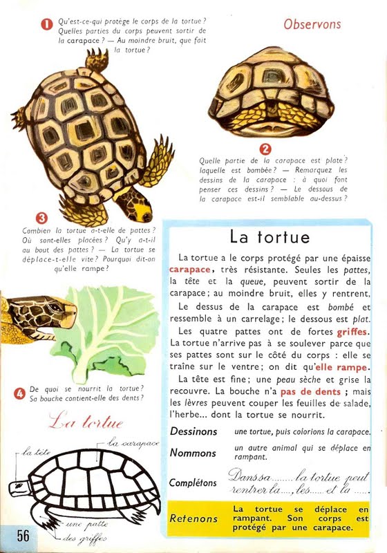 Leçons de choses: La tortue