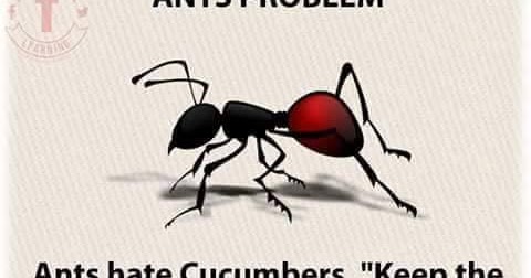 Cara Efektif dan Mudah Mengusir semut atau Menghindari Gigitan Semut ...