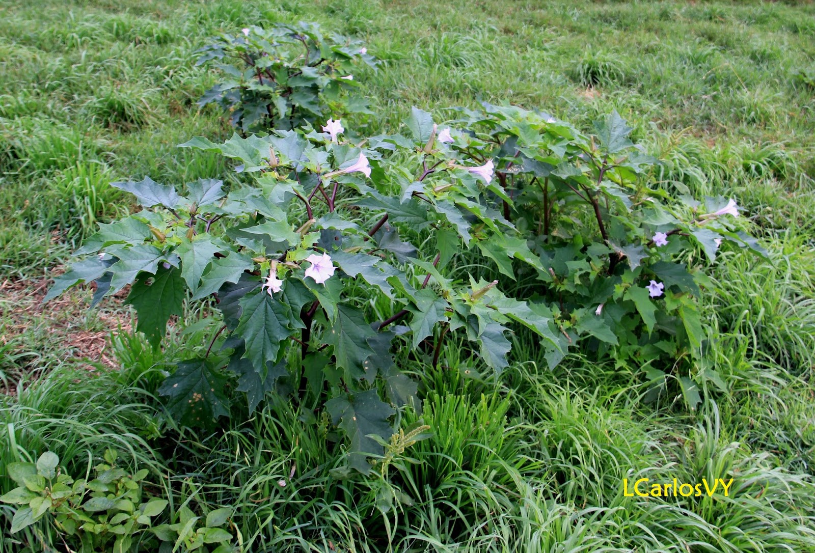 Plantas silvestres de Asturias: Estramonio, fediondu, matatopos ...