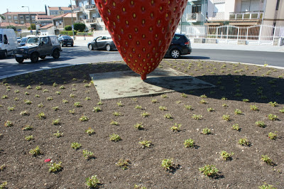 O Morango de Canidelo | Plantas aromáticas, medicinais e condimentares