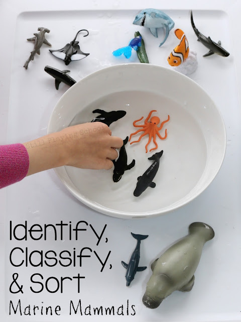 Identifying, Sorting, and Classifying Marine Mammals | Still Playing School