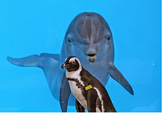 El blog del Conocimiento del Medio en Primaria: ¡ME GUSTAN LOS ANIMALES ...