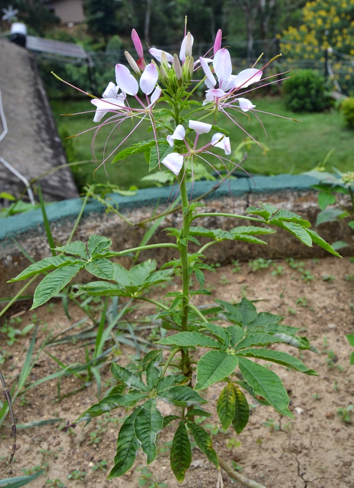 Plantas: Beleza e Diversidade: Cleome gynandra