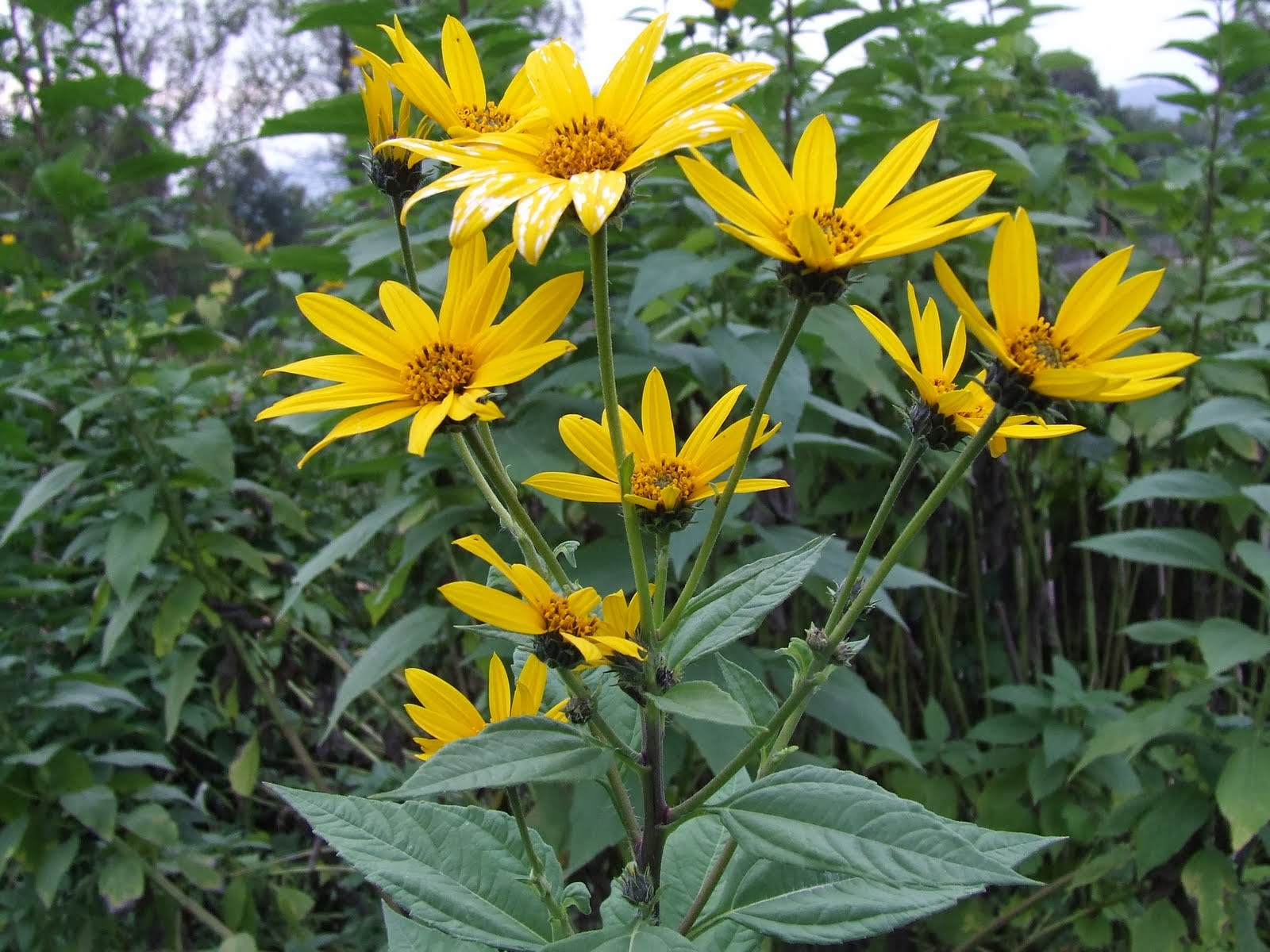 Farmacia Domnului: NAPII ţin cancerul la distanţă
