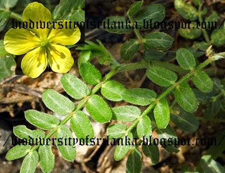 Biodiversity of Sri Lanka: සෙම්බු-නෙරෙන්චි/ගොකටු[Sembu-Nerinchi/Gokatu ...