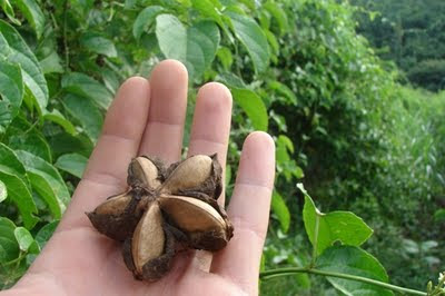 Sacha Inchi Seeds