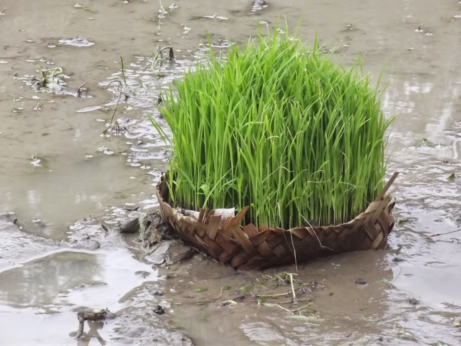 Generasi Tani : Persemaian Tanaman Padi