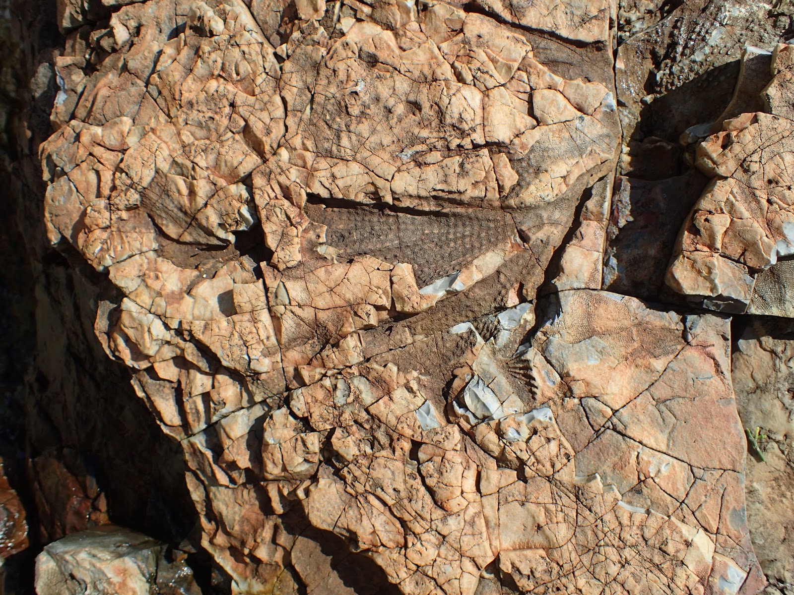 Fossil Cove | Hiking South East Tasmania