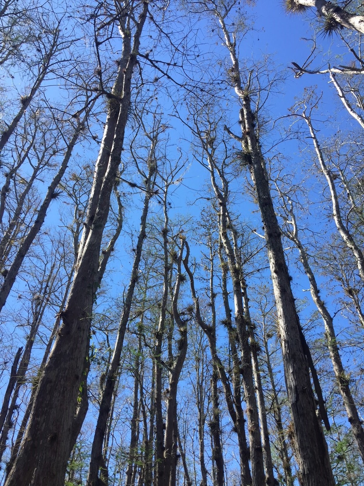 FAU Libraries @Jupiter Science Blog: 2018