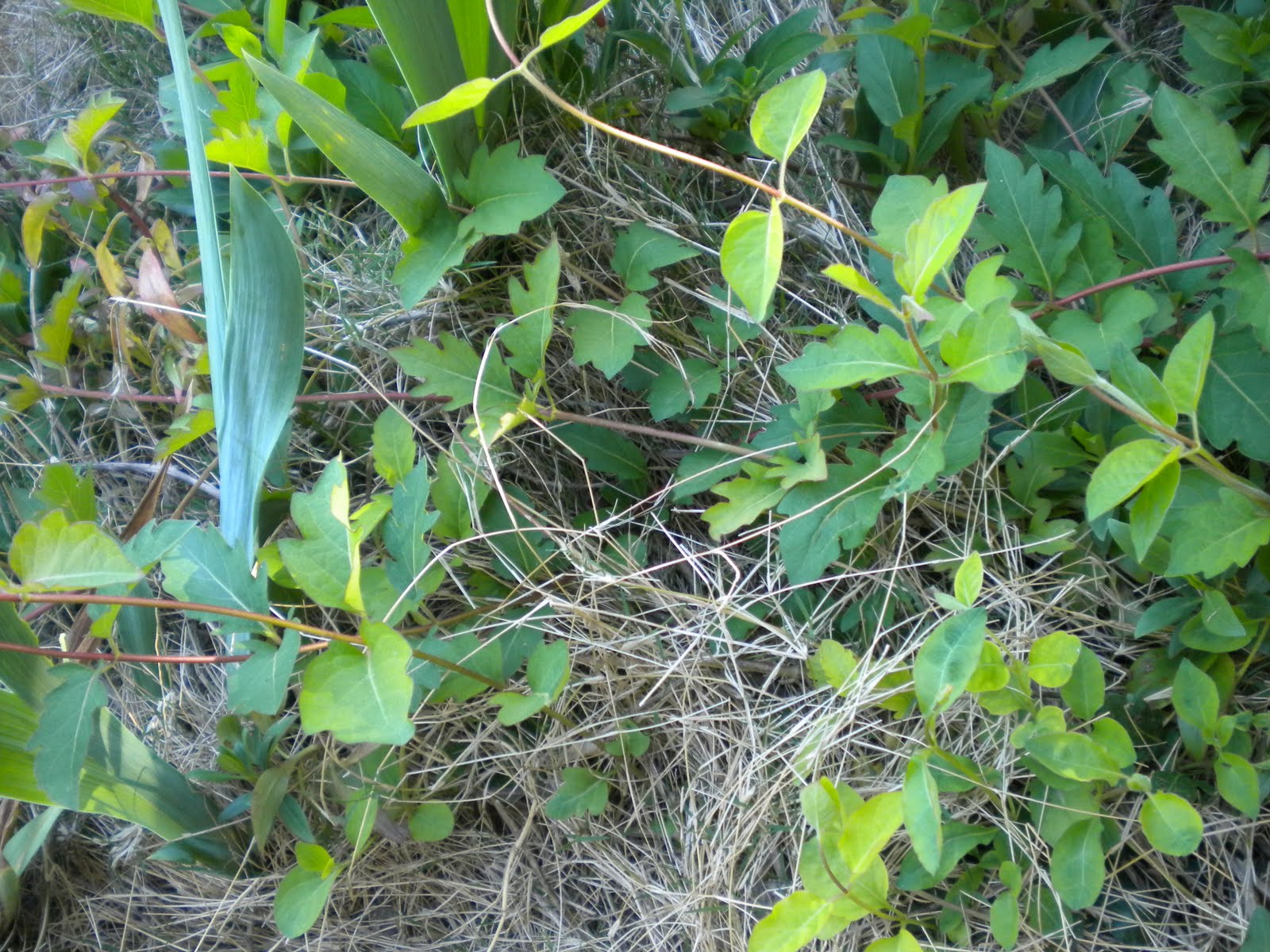 Tending The Veggies . . .: An Invasive Weed