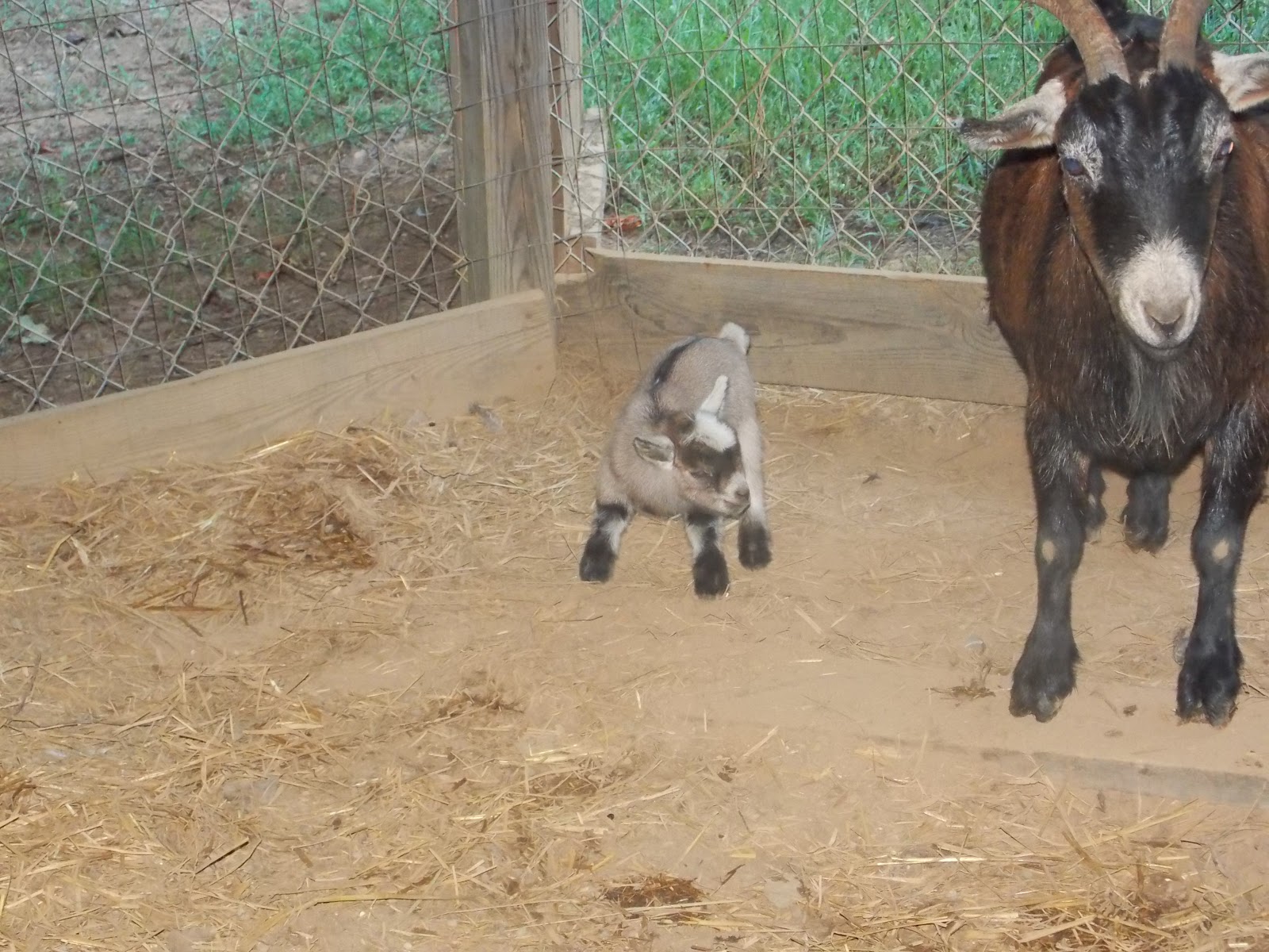 Family Best: We have new baby goats! Yay!