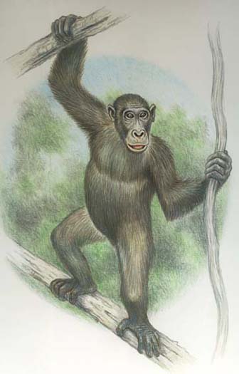 Escenarios prehistóricos: Morotopithecus